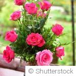 Bouture de misère (tradescantia) : quand et comment bouturer une misère ...