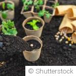 Réussir la culture de l'ail en hiver | Jardinier du dimanche