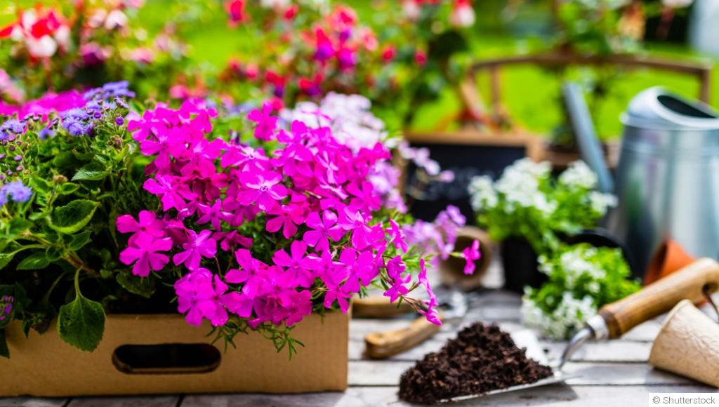 Quelles fleurs planter maintenant pour un jardin coloré tout l’été ...